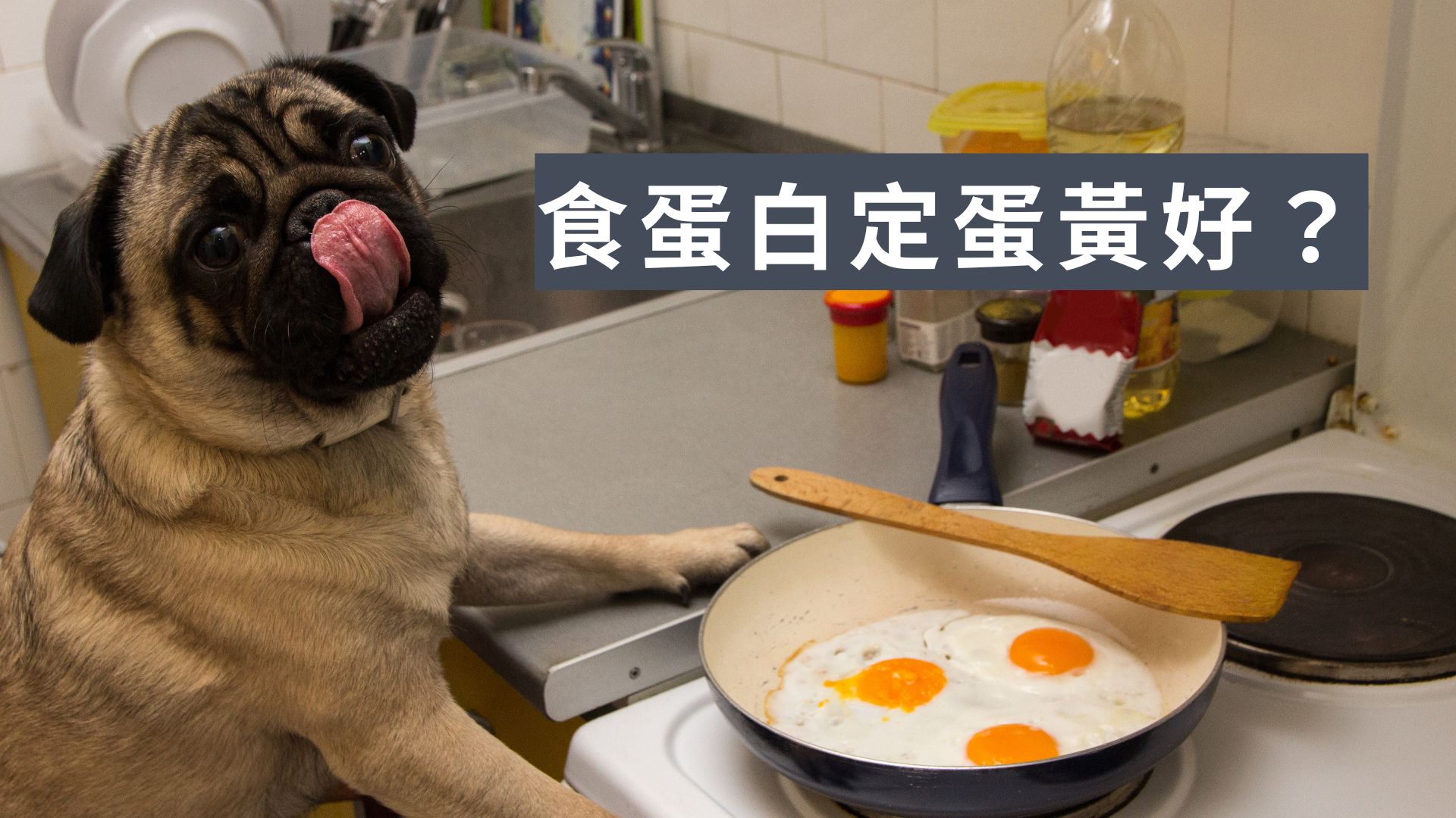 食蛋白定蛋黃好? by 寵物營養師 Chino Lui | Now.com WATCH