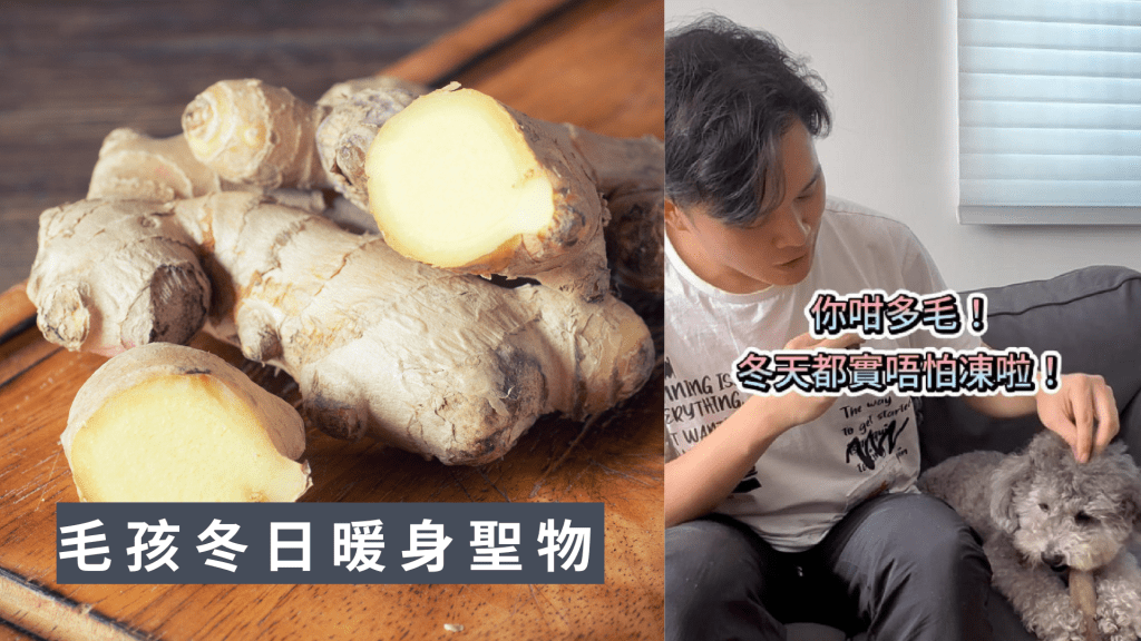 毛孩冬日暖身聖物by 寵物營養師 Chino Lui | Now.com WATCH