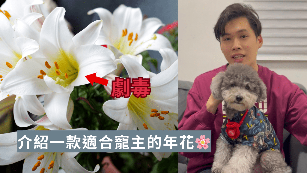 介紹一款適合寵物的年花by 寵物營養師 Chino Lui | Now.com WATCH