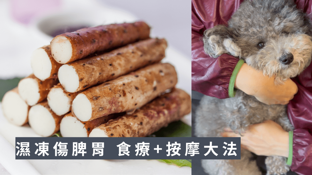 濕凍傷脾胃 - 食療+按摩大法by 寵物營養師 Chino Lui | Now.com WATCH