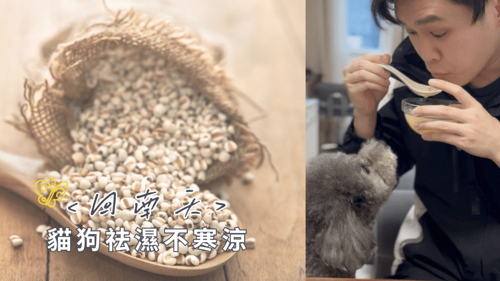 回南天 - 貓狗祛濕不寒涼by 寵物營養師Chino Lui | Now.com WATCH